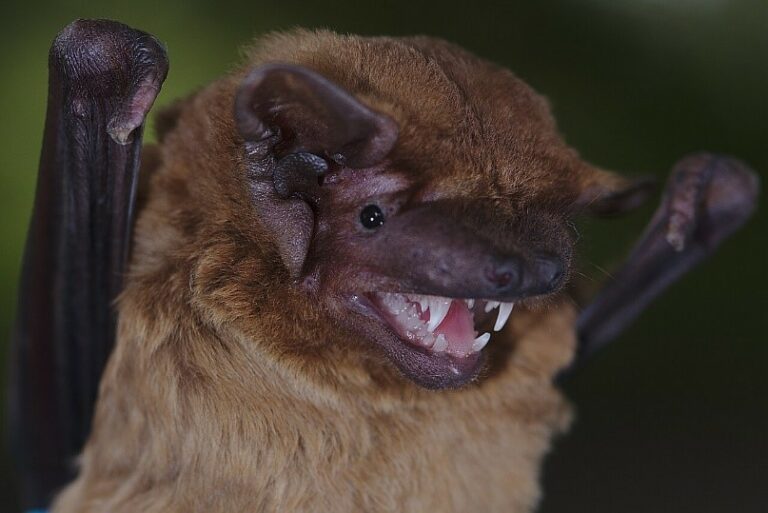 All about bats – Government Science and Engineering